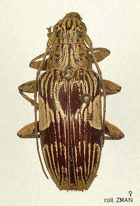 Papua Insects Foundation (Coleoptera/Cerambycidae/Tmesisternus sulcatus)